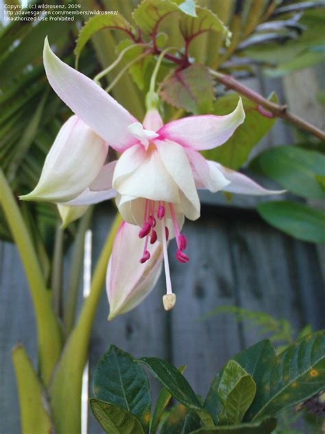 PlantFiles Pictures: Fuchsia 'Annabelle' (Fuchsia) by wildrosenz