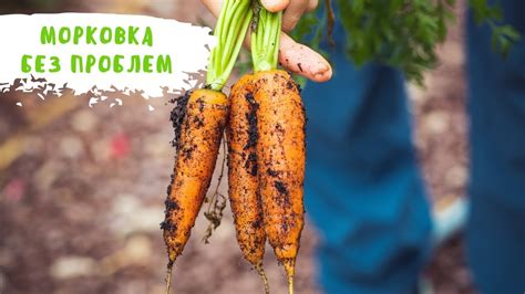 ПРОСТОЙ СПОСОБ ПОСЕВА МОРКОВИ С ХОРОШИМ РЕЗУЛЬТАТОМ. Садим-сеем. Мой ...
