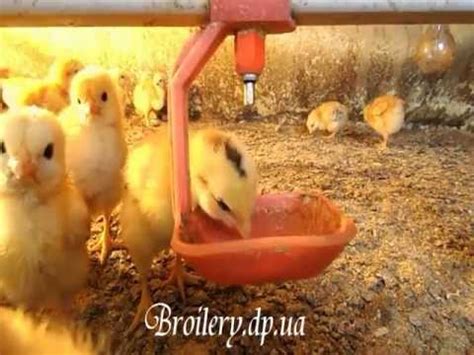 Ниппельные поилки для цыплят, кур, курей, утят, перепёлок - Broilery.dp ...