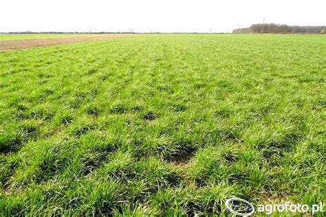 Trawa - zdjęcie, fotka, foto numer: 684059 - Galeria rolnicza agrofoto