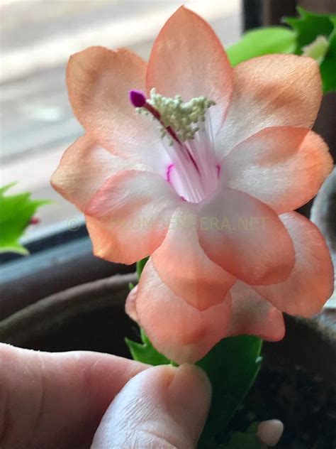 'Beach Dancer' - Schlumbergera and Rhipsalidopsis