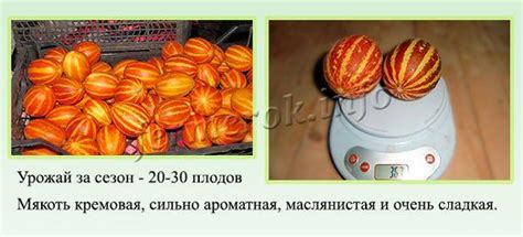 Вьетнамская дыня: описание, выращивание и уход