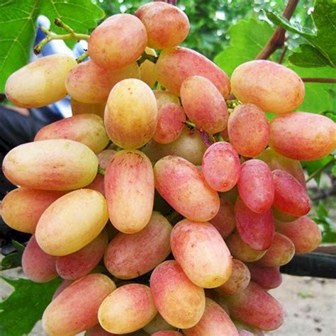 Виноград столовый "Сенсация" купить саженцы почтой по низкой цене в ...