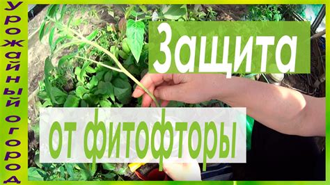 СУПЕР ЗАЩИТА ОТ ФИТОФТОРЫ!!!САМЫЕ ЛУЧШИЕ СРЕДСТВА! - YouTube