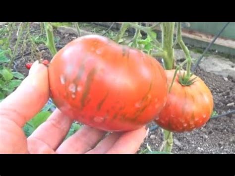 Томат Гном Тай Дай Фреда (Dwarf Fred's Tie Dye) - YouTube