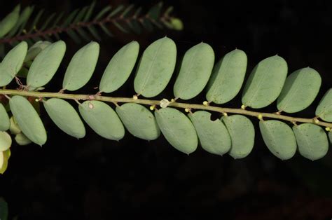 Phyllanthus plant4 (Phyllanthaceae) image 85669 at PhytoImages.siu.edu
