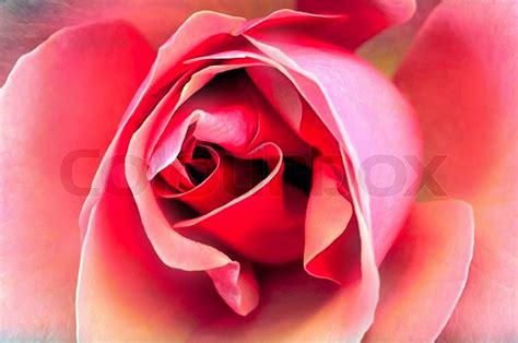 scarlet rose | Stock image | Colourbox