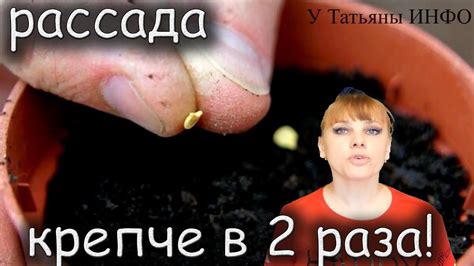 КОГДА высаживать и КАК выращивать РАССАДУ ПЕРЦА !!! - YouTube