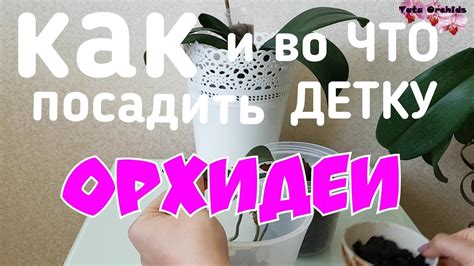 ПОСАДКА детки ОРХИДЕИ фаленопсис КАК посадить ДЕТКУ орхидеи орхидея ...
