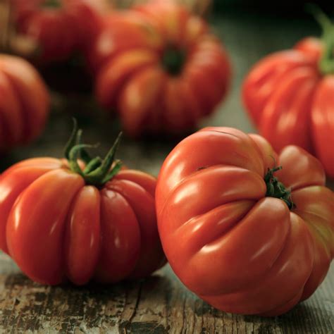 Tomato – Costoluto Fiorentino – Propagation Place