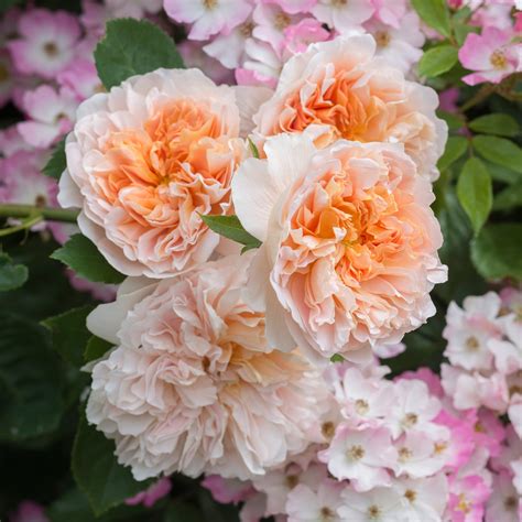 Tea Clipper | English Shrub Rose | David Austin Roses