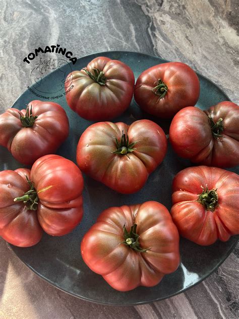 Черноплодные томаты – Tomatinсa.ru