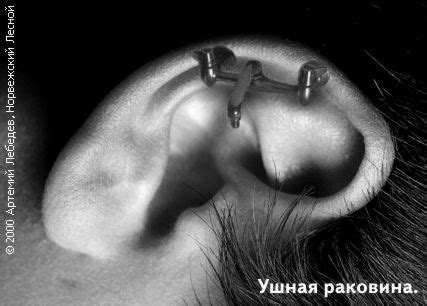Ушная раковина