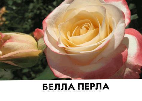 Роза Белла Перла Фото И Описание – Telegraph