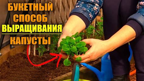 БУКЕТНЫЙ СПОСОБ ВЫРАЩИВАНИЯ КАПУСТЫ! ПОСЕВ КАПУСТЫ НА РАССАДУ! - YouTube