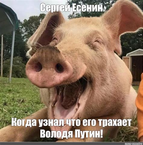 Создать мем "радостная свинья, свинья смеется, улыбка свиньи ...