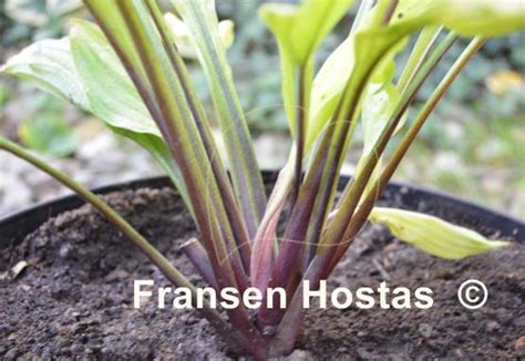Hosta Lipstick Blonde - Fransen Hostas