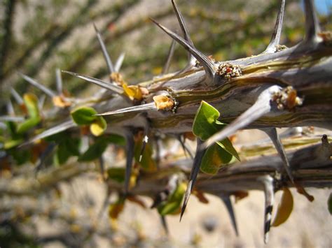 Free photo: Thorns - Black, Depth, Focus - Free Download - Jooinn