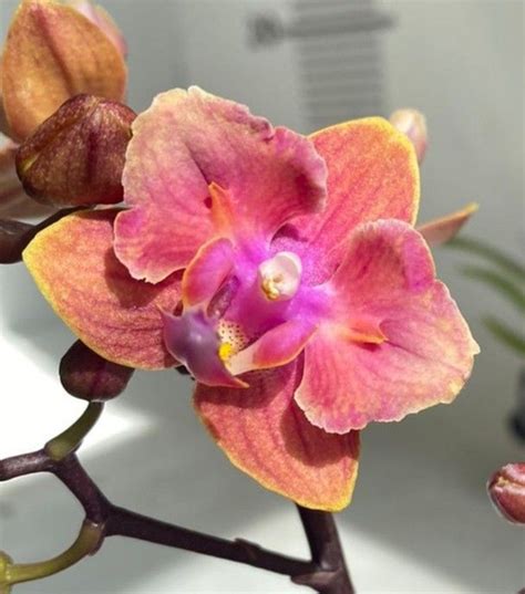 Орхидея, Орхидея Фаленопсис Orchid22 розовый, светло-желтый, 9 дм, 1 шт ...