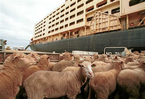 Mzansi ‘not bothered’ by New Zealand sea export ban