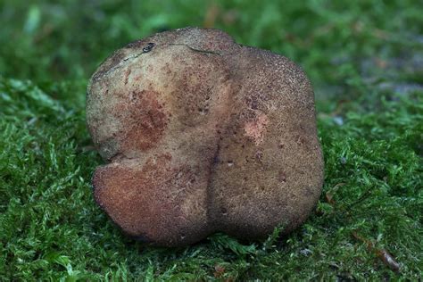 Goldblatt, Europäisches Goldblatt (PHYLLOPORUS PELLETIERI)