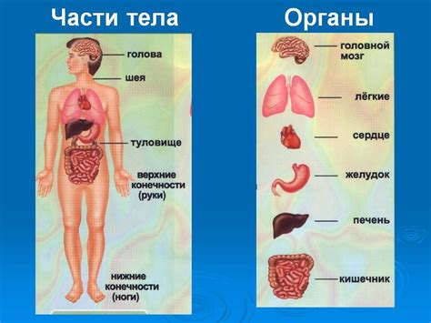 Части тела: картинки для детей
