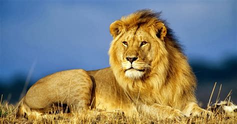 COME UN LEONE