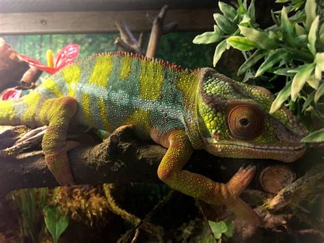 Camelion-Bilder: Stock-Fotos & -Videos. | Adobe Stock