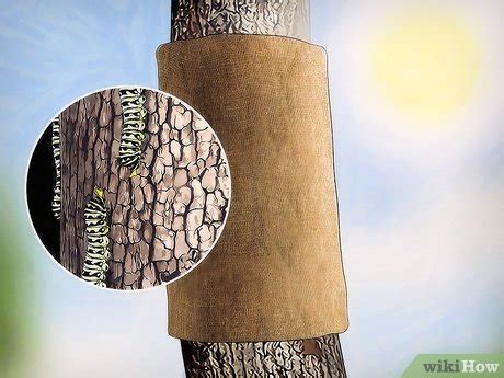 Как избавиться от гусениц - wikiHow