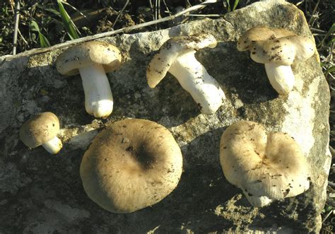 Фотокаталог грибов: Сыроежка гребенчатая (Russula pectinata)