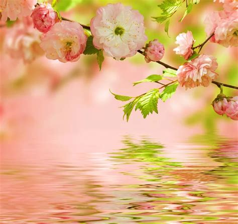 Pink flower of an Oriental cherry — Stock Photo © seqoya #25519191