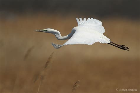 Reiher (Forum für Naturfotografen)