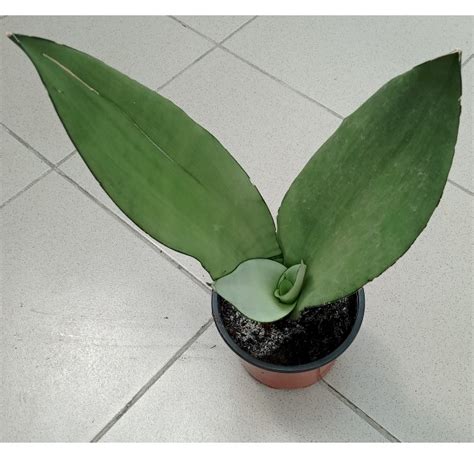 Сансевиерия (Sansevieria 'Moonshine') Купить в Симферополе | Садовый ...