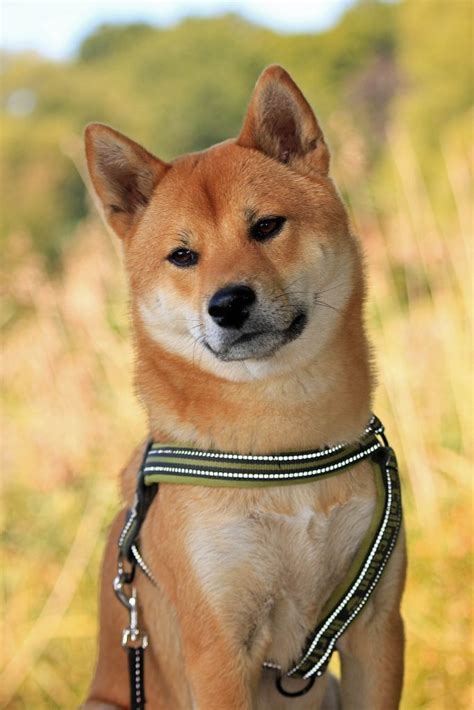 Shiba i Sollentuna – Jag älskar shibor