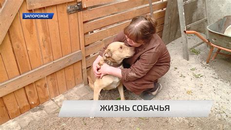Жизнь собачья - YouTube