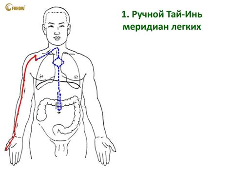 Базовые знания о меридианах - презентация онлайн