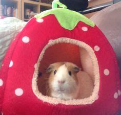 Pin by Andrea Kóta on Animals | Baby guinea pigs, Cute guinea pigs, Pet ...