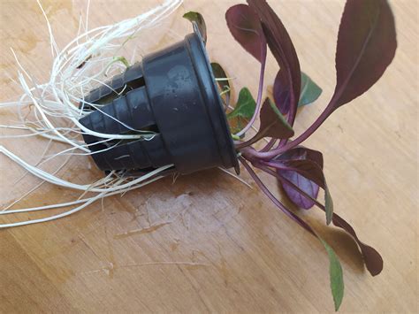 Лобелія кардинальська | AquaPlants