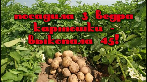 Посадила 3 ведра картошки - выкопала 45! - YouTube