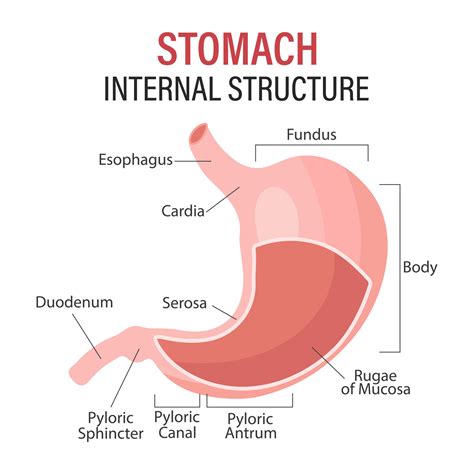 Anatomy of the human stomach, medical poster with detailed diagram of ...
