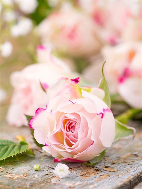 Нежные розы (57 фото) | Rose flower pictures, Beautiful rose flowers ...