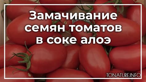 Замачивание семян томатов в соке алоэ | toNature.Info - YouTube