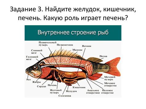 Внутреннее строение рыбы - презентация онлайн