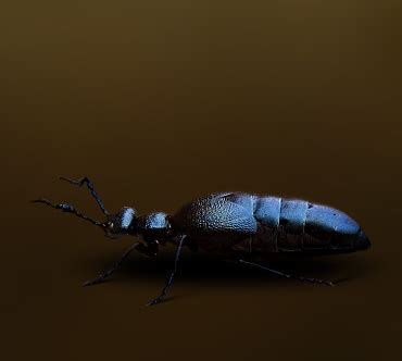 Майка фиолетовая (Meloe violaceus) — Насекомые / Мир животных.ру