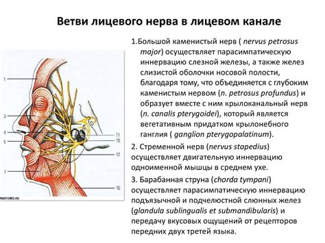 Нейропатия лицевого нерва - online presentation