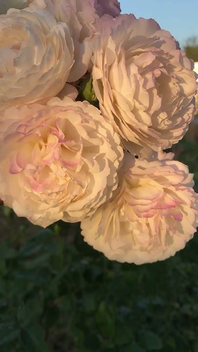 Роза Андре Брише Andre Brichet #саженцыроз #розы #флорибунда #rose ...