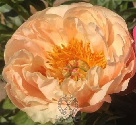 Peony King S Day at peony nursery Peonyshop.com