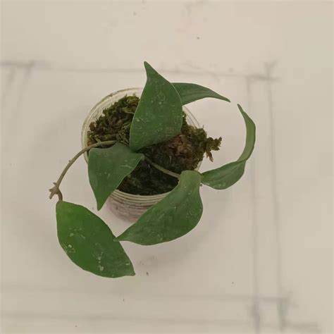 Hoya longlingensis for Sale - HappyForestStore