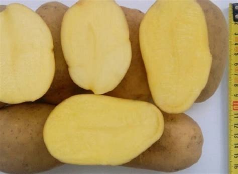 Лучшие сорта картофеля для поволжья