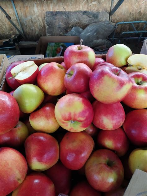 Продам яблоки Айдарет , Голден , Джанаголд , Чемпион